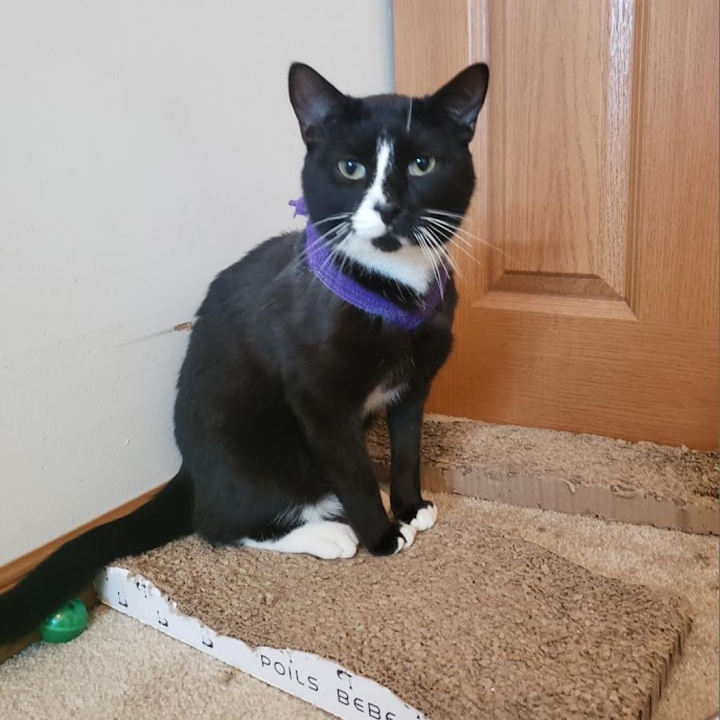 Available Cats – WV Meowtainears Cat Rescue
